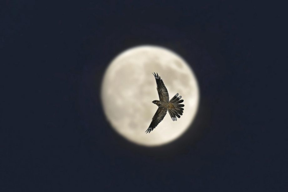 Moonlight, chapter two… – Paula Hillman, author